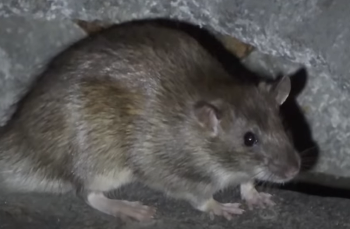 CDC Issues Warning About Aggressive Rats - Chicks On The Right
